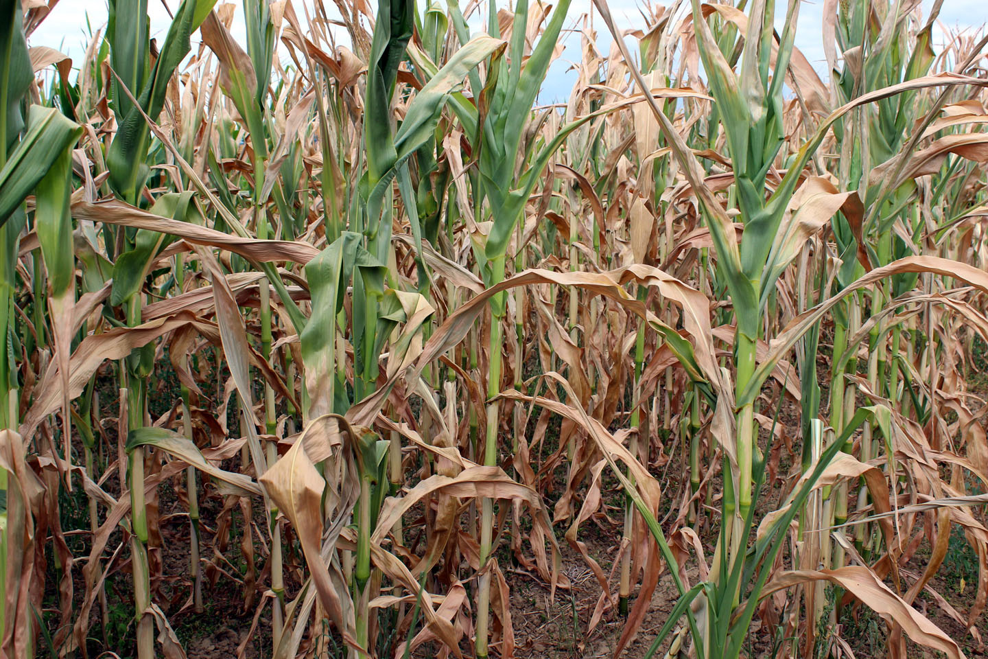 Početak berbe kukuruza: Prinos manji i za 90 odsto - Vesti - Nedeljnik Vreme