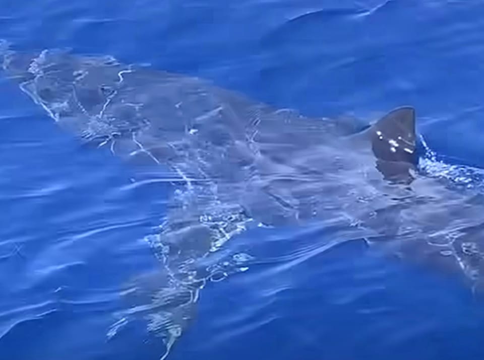 Grčka: Najbrža ajkula na svetu viđena u Jonskom moru - Svet - Nedeljnik Vreme