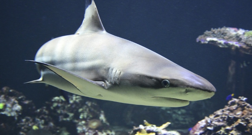 Ajkule u Grčkoj: Ima li razloga za brigu? - Naslovi.net